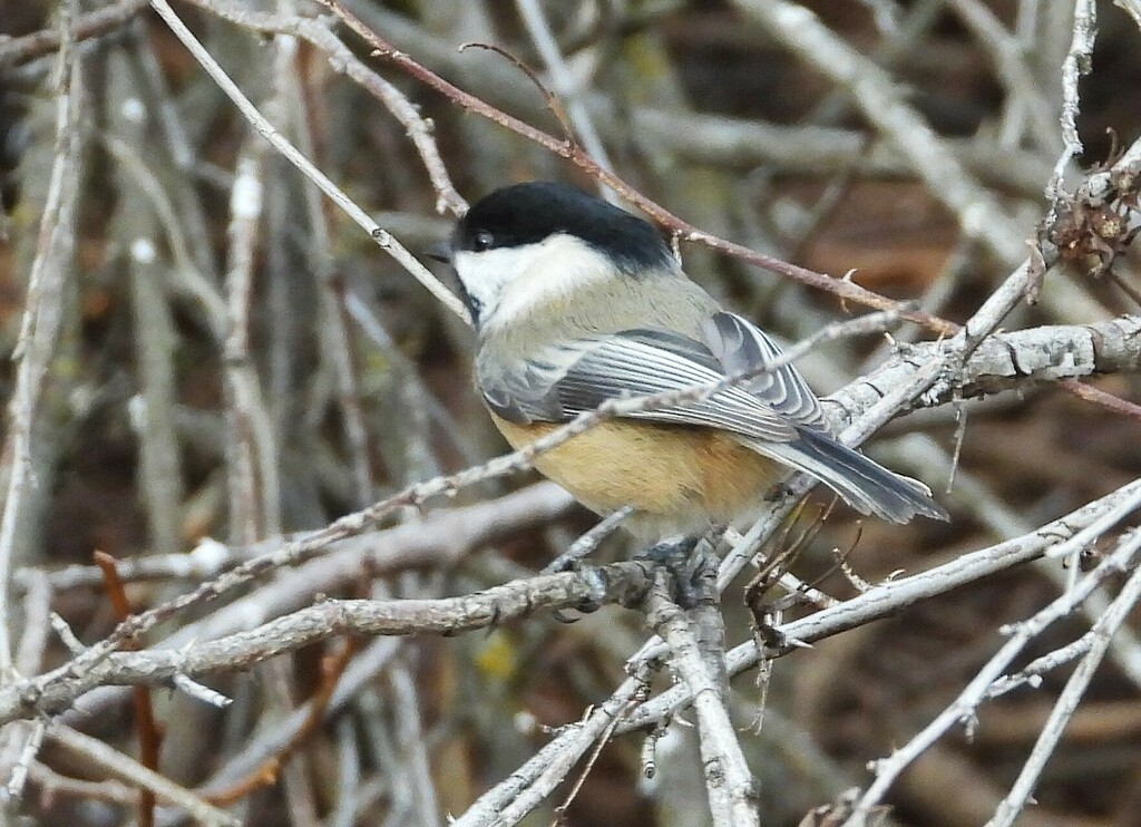 Black-capped Chickadee from Yakima, WA, USA on January 23, 2025 at 03: ...