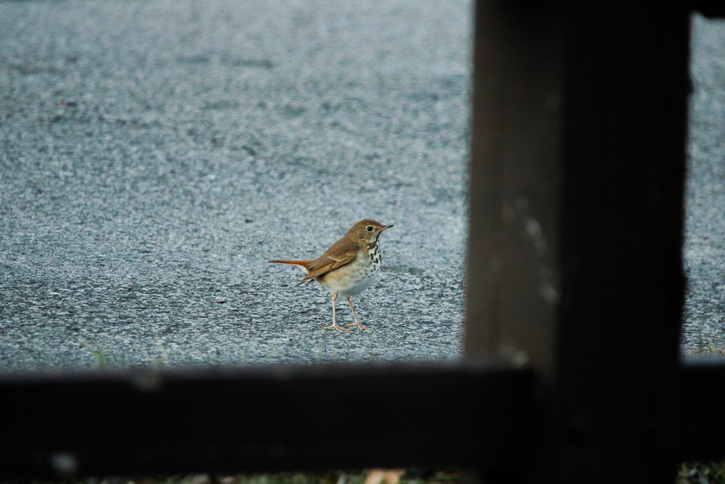 Hermit Thrush from Russell County, KY, USA on January 15, 2025 at 06:23 ...