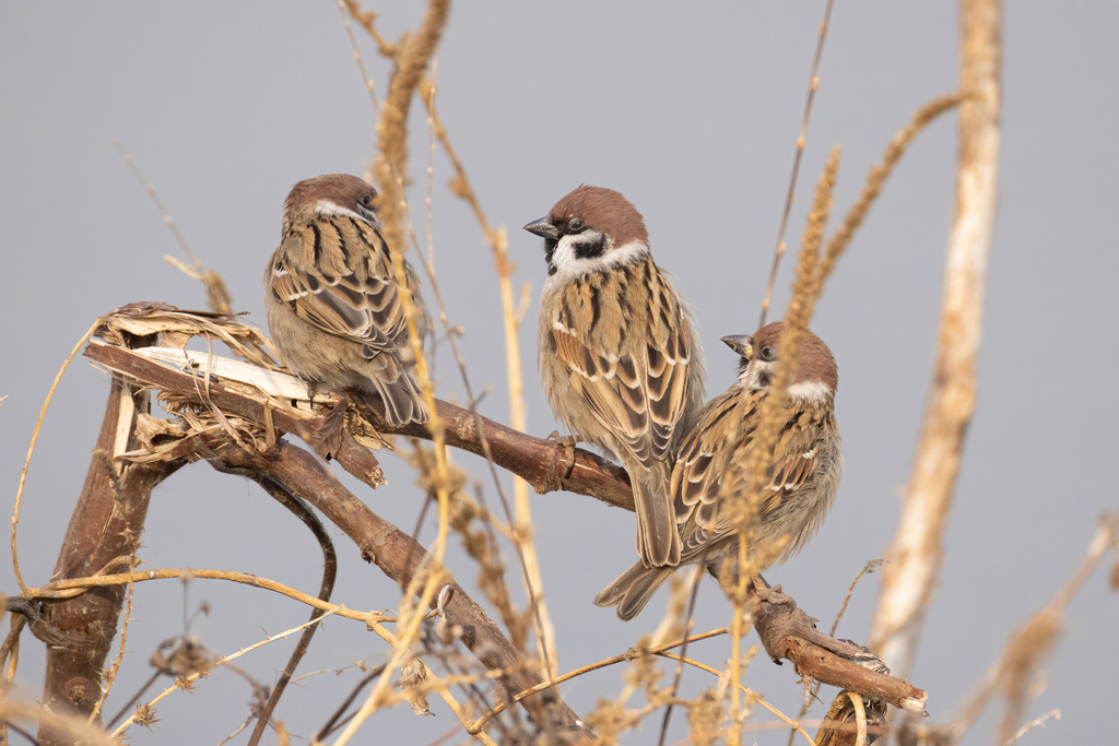 Eurasian Tree Sparrow from 中国北京市昌平区 on January 23, 2025 at 12:13 PM by ...