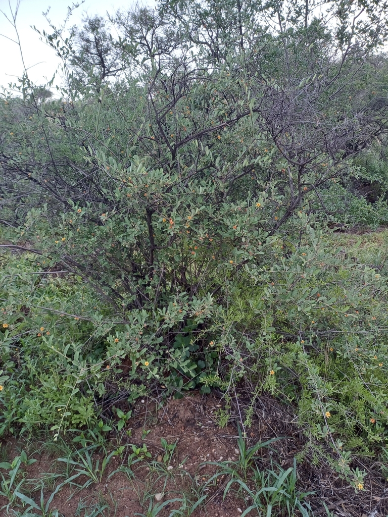 Velvet Raisin from Kleine Kuppe, Windhoek, Namibia on January 24, 2025 ...
