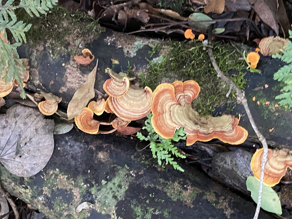 Stereum from Tooloom National Park, Upper Tooloom, NSW, AU on January ...