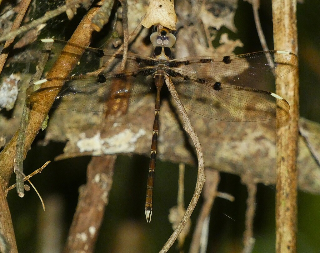 Northern Evening Darner from Springbrook QLD 4213, Australia on January ...