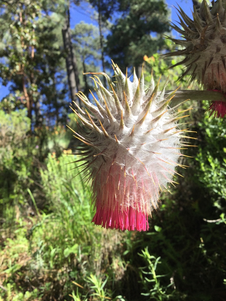 red thistle from Texcoco, Texcoco, Edomex, MX on July 28, 2019 at 10:23 ...