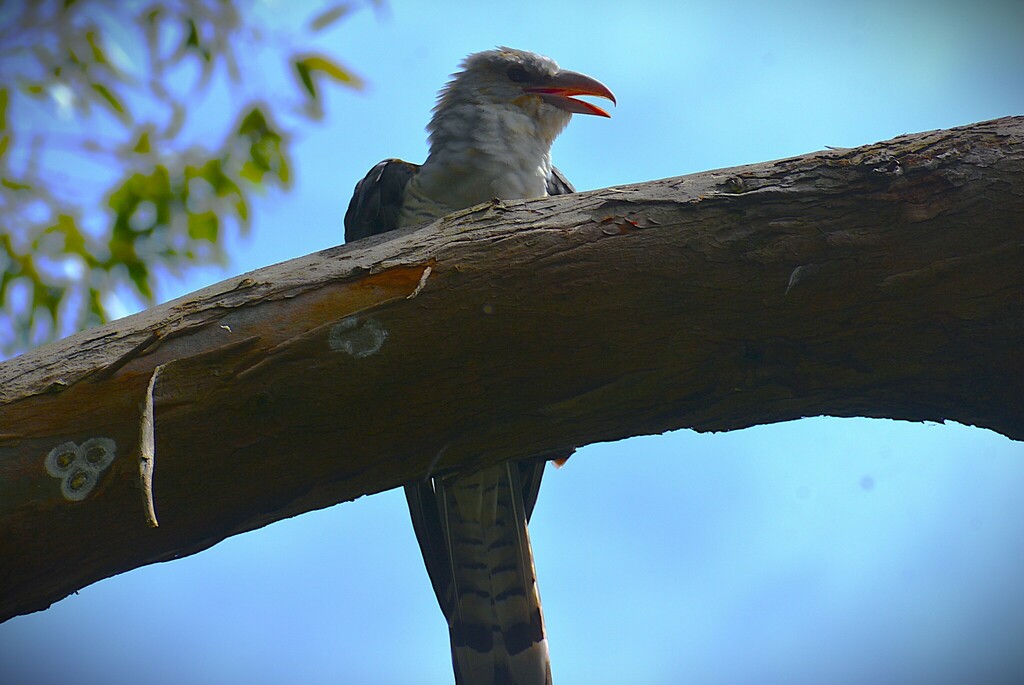 Channel-billed Cuckoo from Newcastle NSW, Australia on January 24, 2025 ...