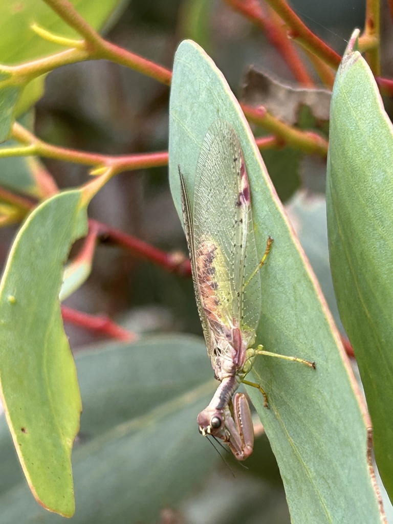 Ditaxis meridiei from Kosciuszko National Park, Wilsons Valley, NSW, AU ...