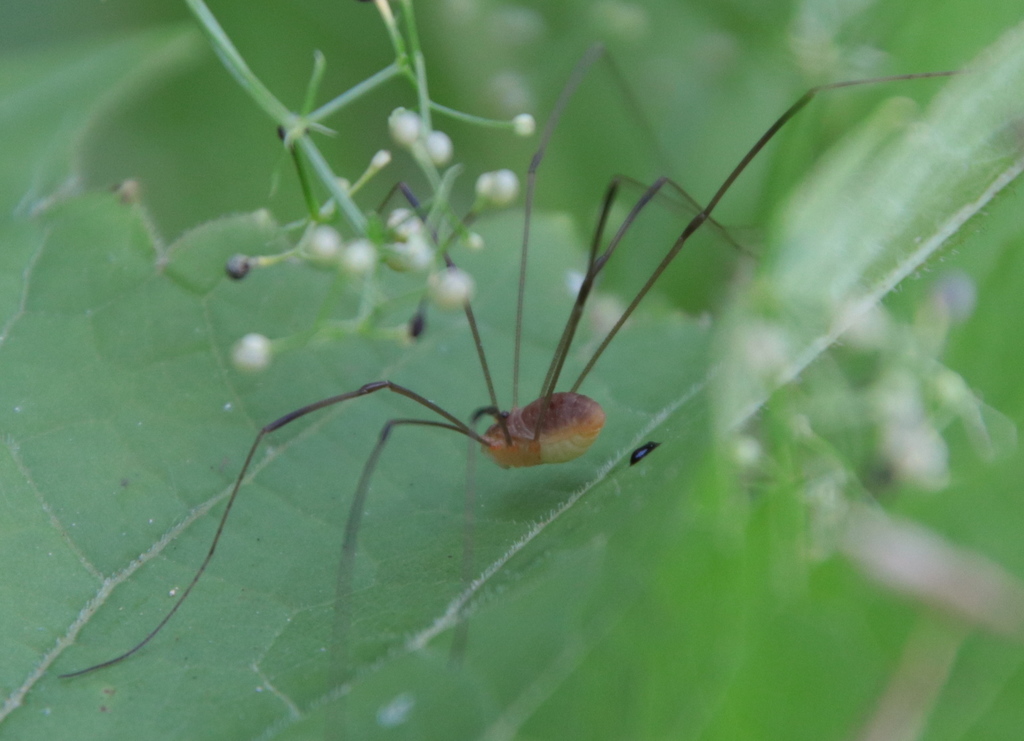 Leiobunum politum from North Hero SP, VT 05474, USA on July 27, 2019 at ...