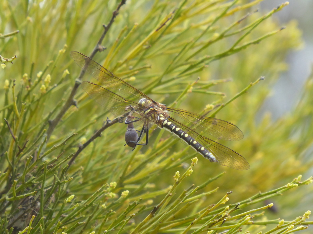 Swamp Tigertail from Moe VIC 3825, Australia on January 17, 2025 at 04: ...