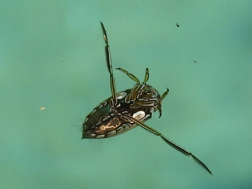 Enithares from Coomba Park NSW 2428, Australia on January 24, 2025 at ...