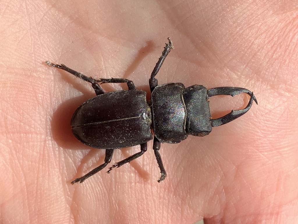 Dorcus rectus rectus from Sofuku-ji Temple, Nagasaki, Nagasaki, JP on ...