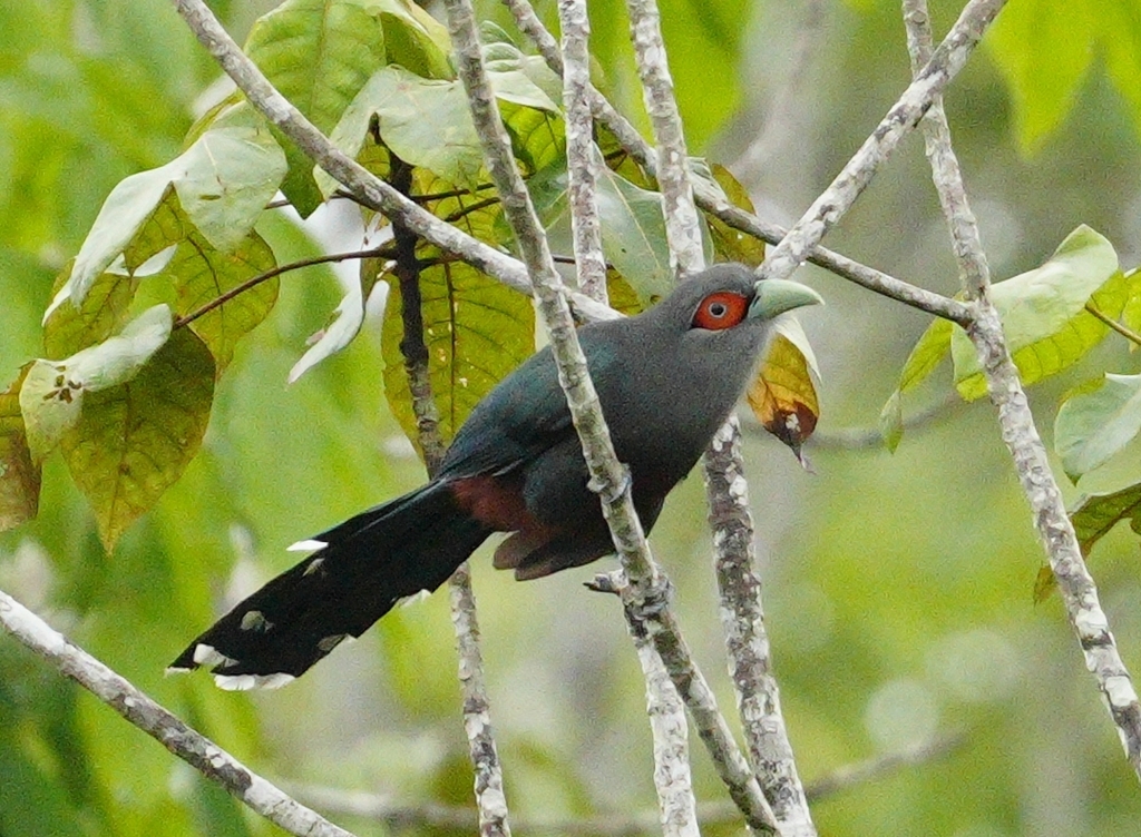 Chestnut-bellied Malkoha in January 2025 by Dixon Lau · iNaturalist