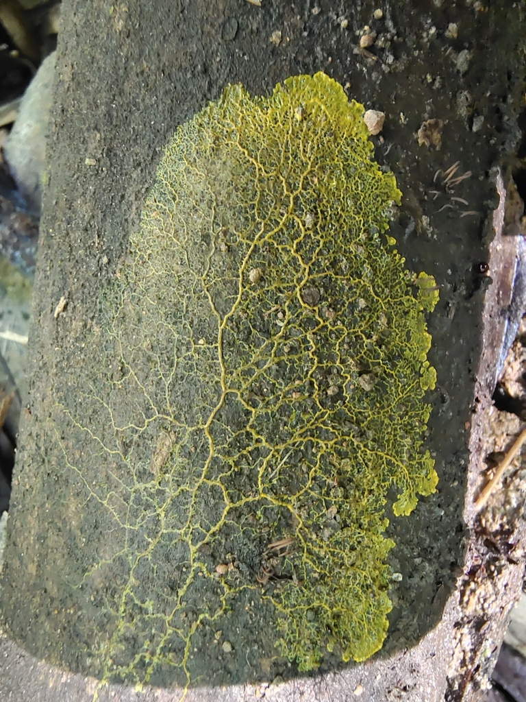 true slime molds from Yichun, CN-JX, CN on September 1, 2023 at 02:28 ...