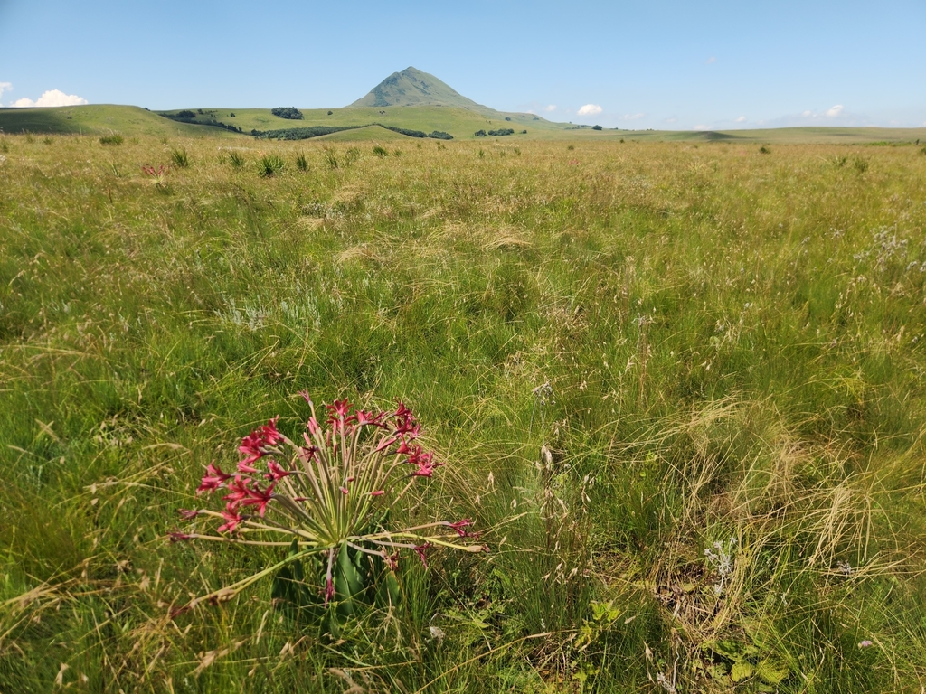 Ruby Candelabra in January 2025 by Rupert Koopman · iNaturalist