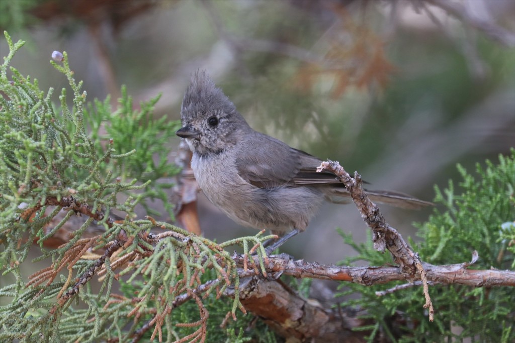 Juniper Titmouse (Birds of Central Oregon) · iNaturalist