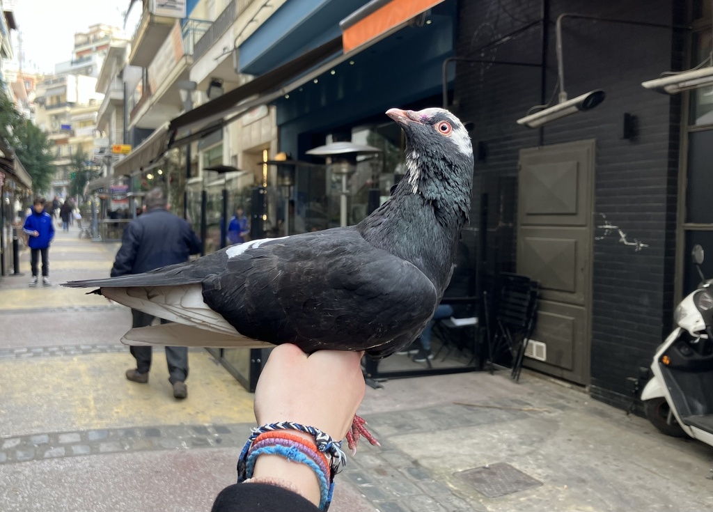 Feral Pigeon from Βεργίνας, Δράμα, Ανατολική Μακεδονία και Θράκη, GR on ...