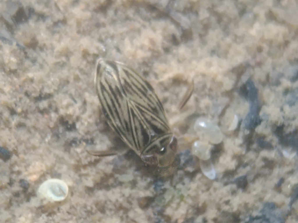 Micronecta from Adelaide SA, Australia on January 24, 2025 at 10:05 PM ...