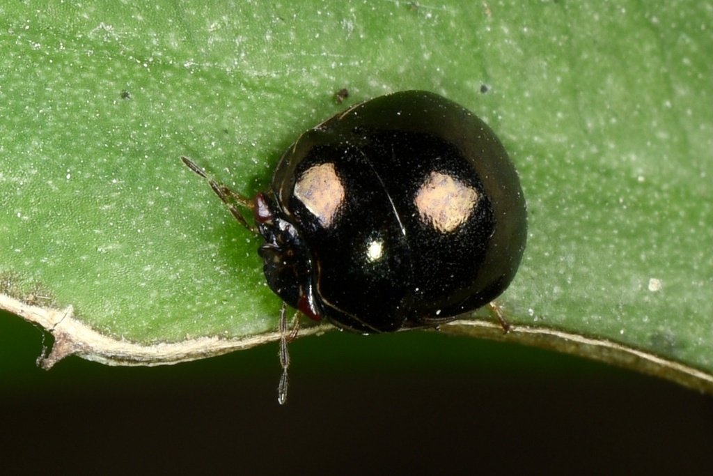 Brachyplatys subaeneus in January 2025 by 桃子 · iNaturalist