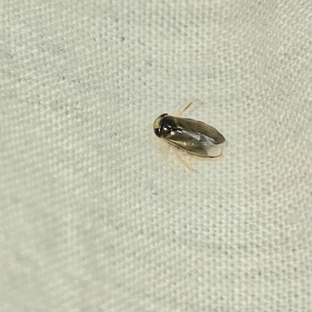 Micronecta from Semaphore Park SA 5019, Australia on January 24, 2025 ...