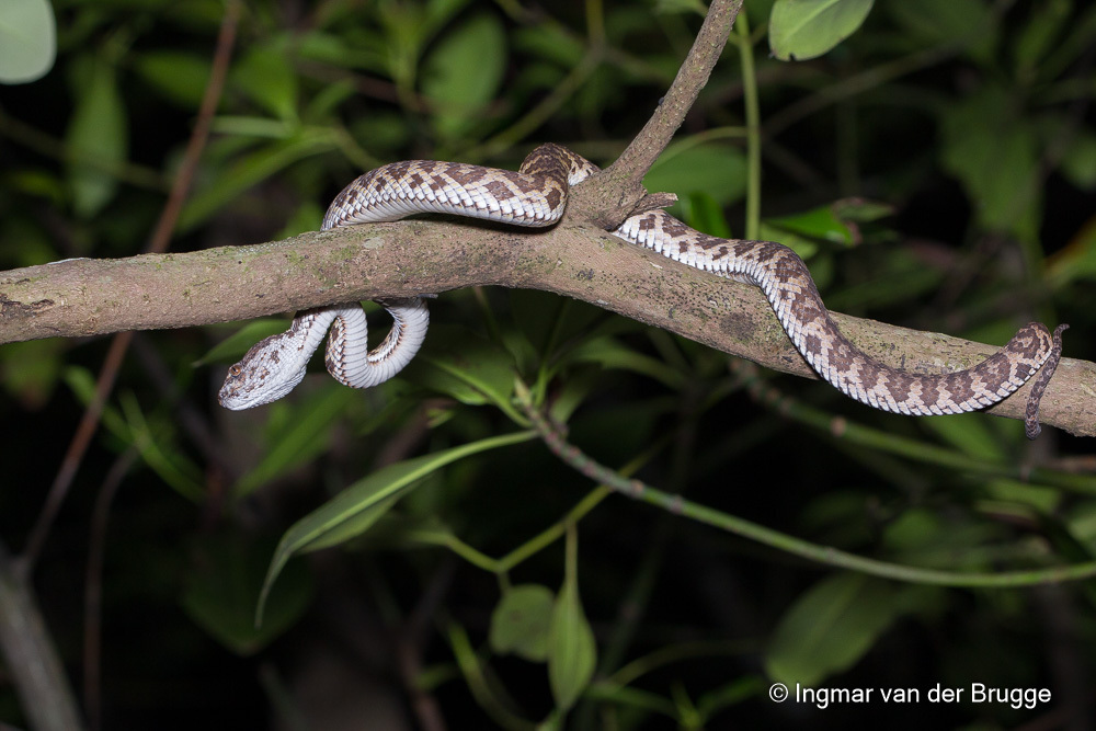 Mangrove Viper from Selangor, Malaysia on June 26, 2016 at 09:22 PM by ...