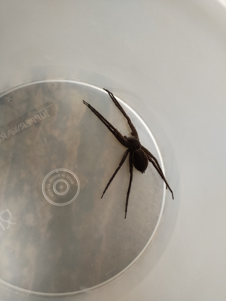 RTA Clade Spiders from eNtshangwe, Outer West Durban, 3670, South ...