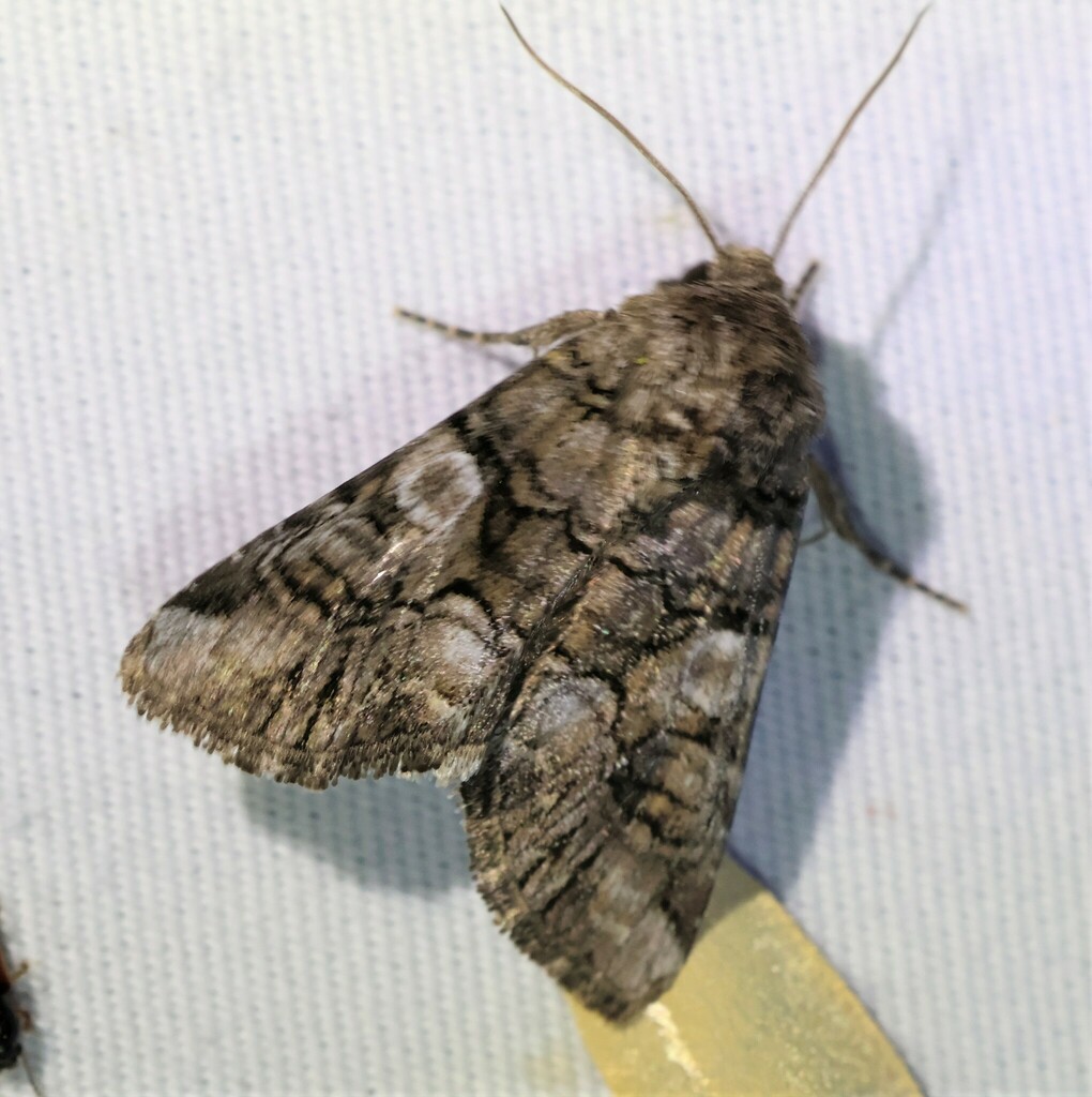 Capsule Moth from TNC office, Newton County, IN, USA on June 4, 2023 at ...