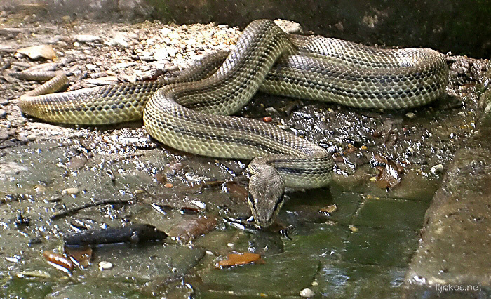 Four-lined Snake from Lido di Ostia Levante, Ostia, Metropolitan City ...