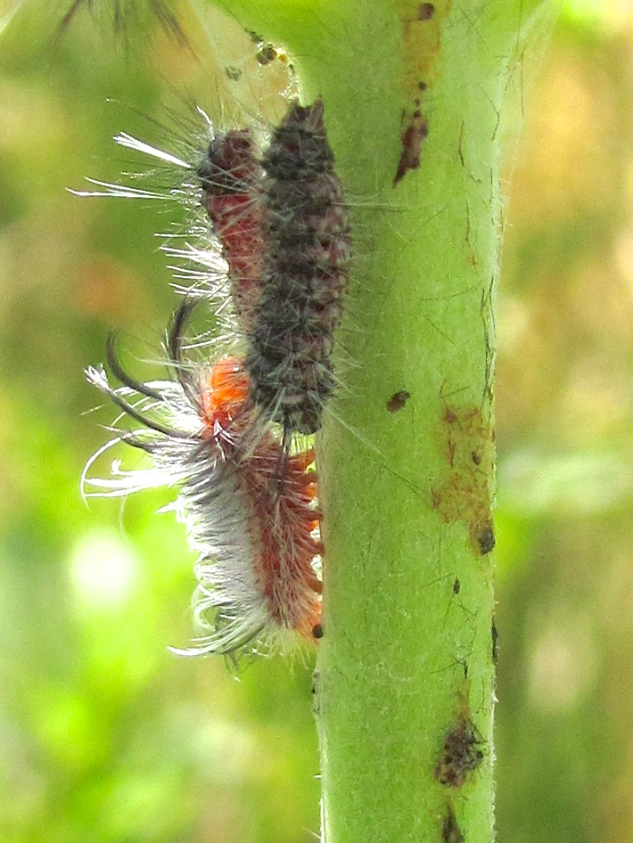 blue-green lichen moth (Bugs of Barr Lake State Park) · iNaturalist