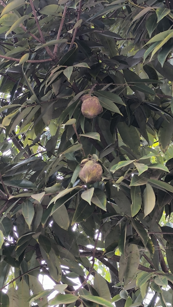 dicots in January 2025 by Basu Dev Poudel · iNaturalist