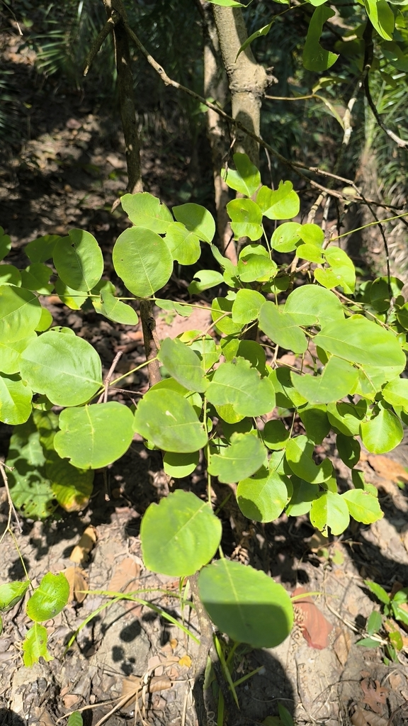 Bombay Rosewood in January 2025 by Basu Dev Poudel · iNaturalist