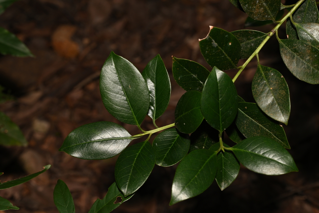 Symplocos lucida in January 2025 by johnchau. ? · iNaturalist