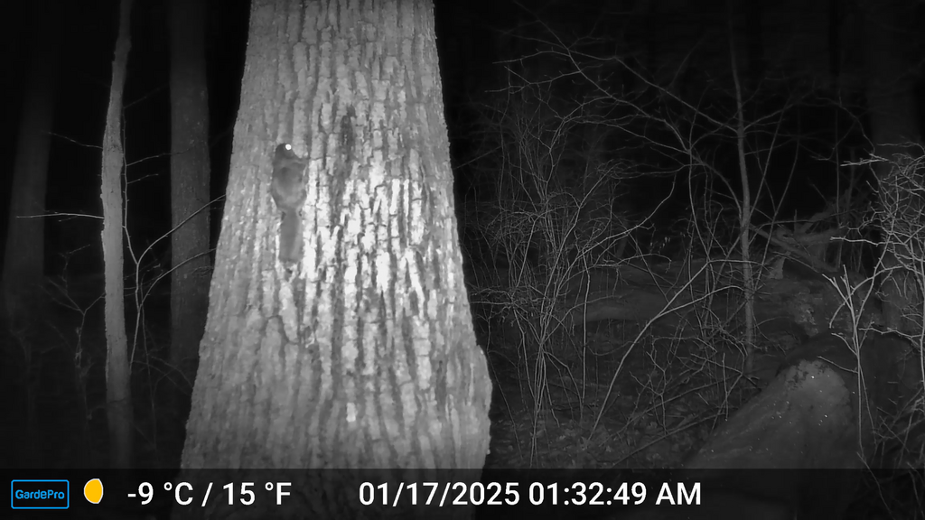 New World Flying Squirrels from Montville, NJ, USA on January 17, 2025 ...