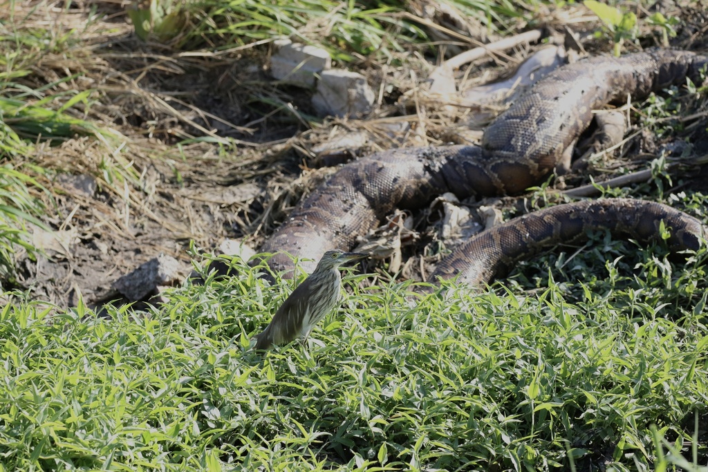Burmese Python in January 2025 by watermargin. dead with something ...
