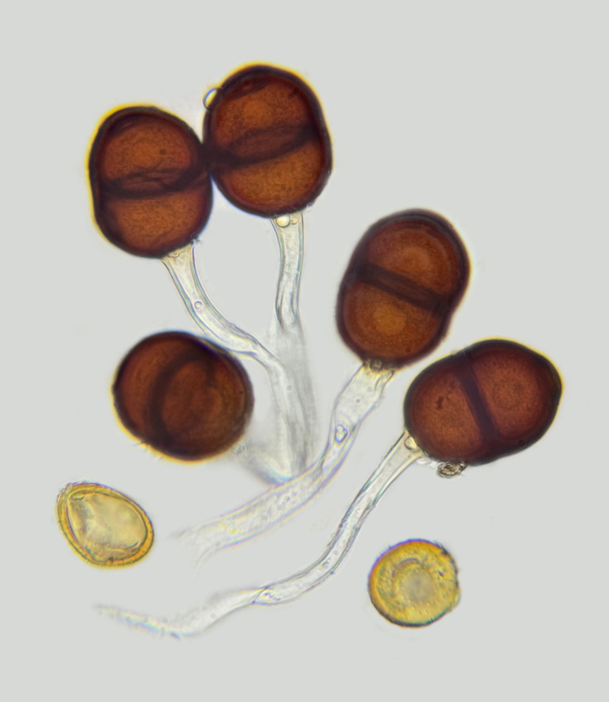 Puccinia calanticariae from Avenida Rodolfo Neri Vela, Miguel Hidalgo ...
