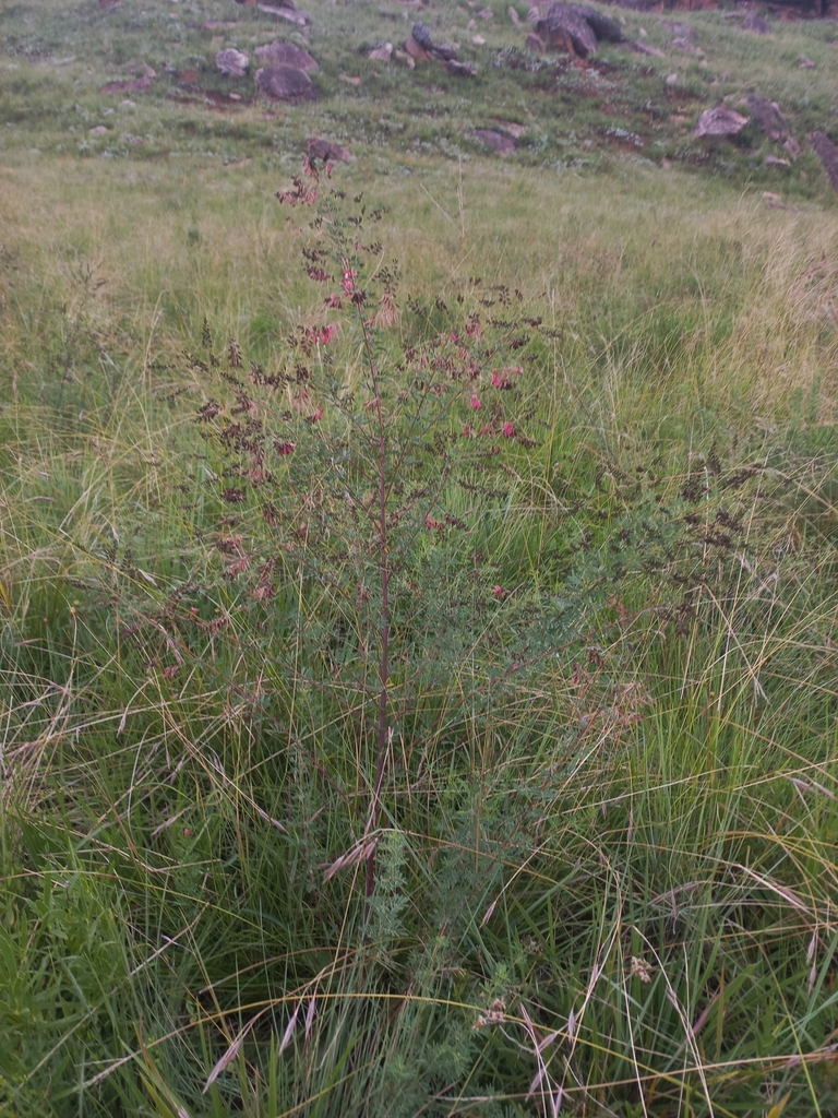 Indigofera rostrata rostrata from Mkhomazi Wilderness area, South ...