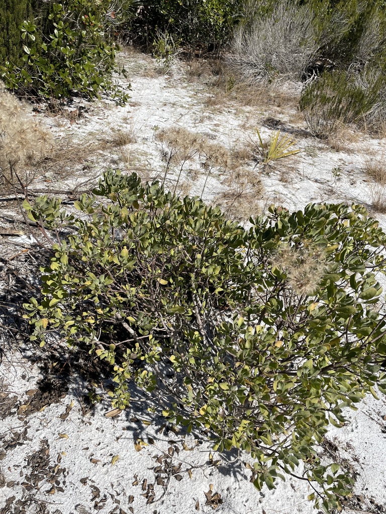 garberia from University of Central Florida Arboretum Trail, Orlando ...