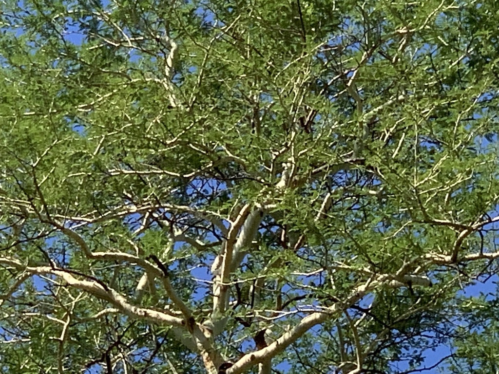 fever tree from R22, Hluhluwe, KwaZulu-Natal, ZA on January 24, 2025 at ...