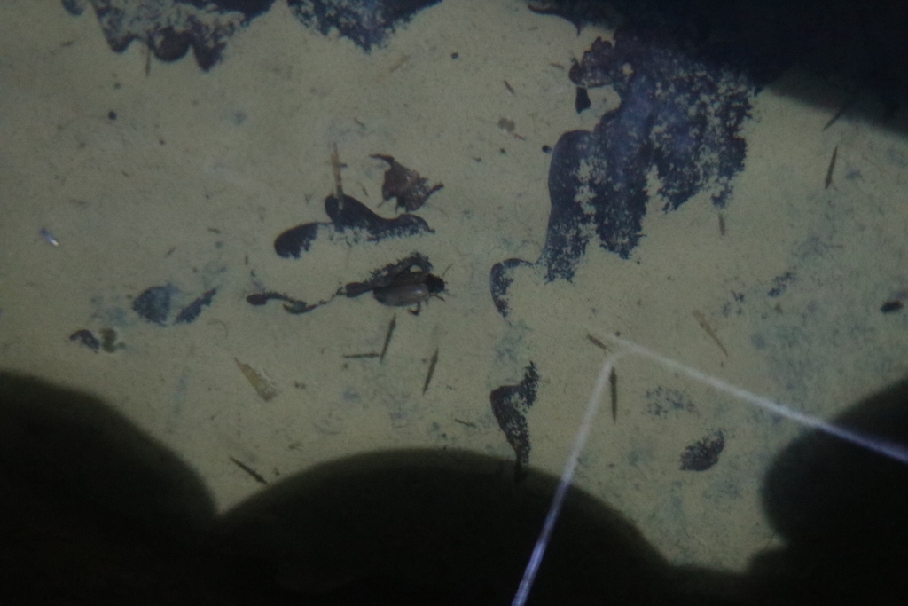 large-grooved diving beetle from 55170 Cousances-les-Forges, France on ...