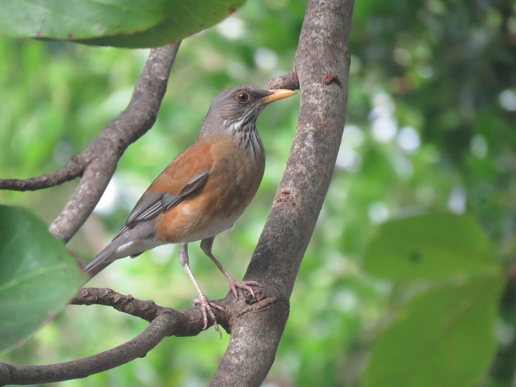 Rufous-backed Robin from Zihuatanejo, Guerrero, Mexico on February 22 ...