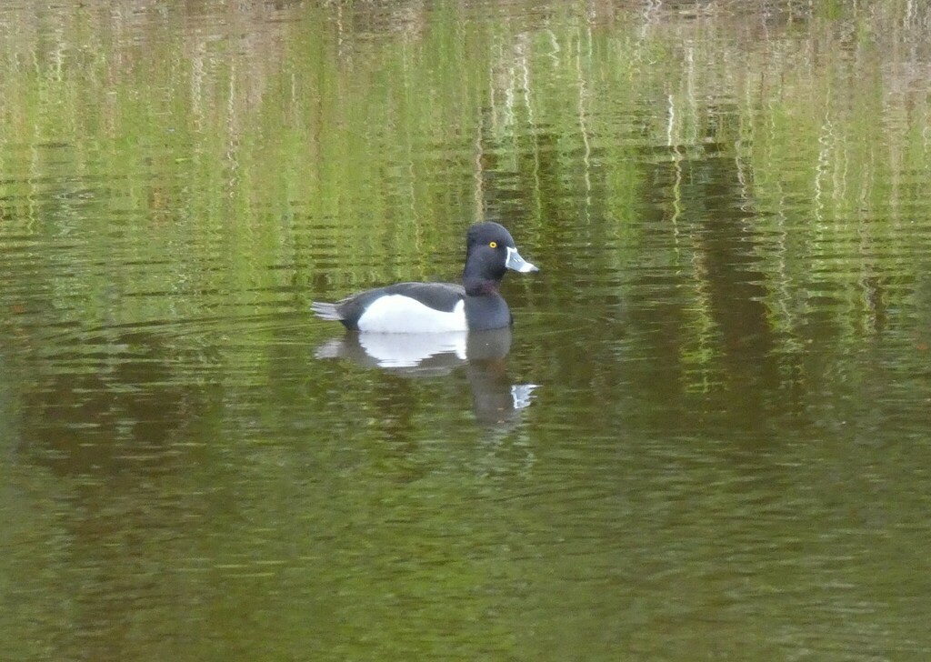 Ring-necked Duck from Seymour's Pond, Bermuda on January 21, 2025 at 02 ...