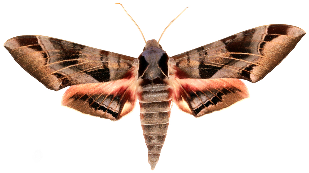 Typhon Sphinx from Harshaw, AZ 85624, États-Unis on July 31, 2013 at 10 ...