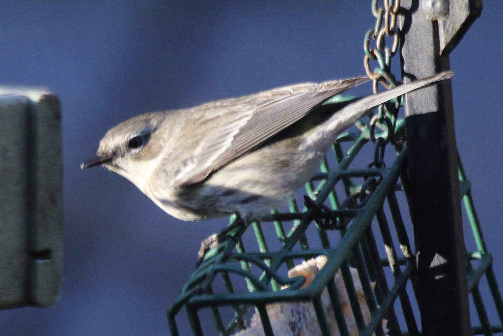 Yellow-rumped Warbler from Sunshine Valley Rd, Moss Beach, CA, US on ...