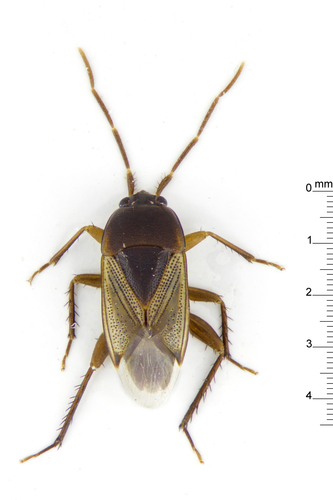 Genus Kanigara · iNaturalist