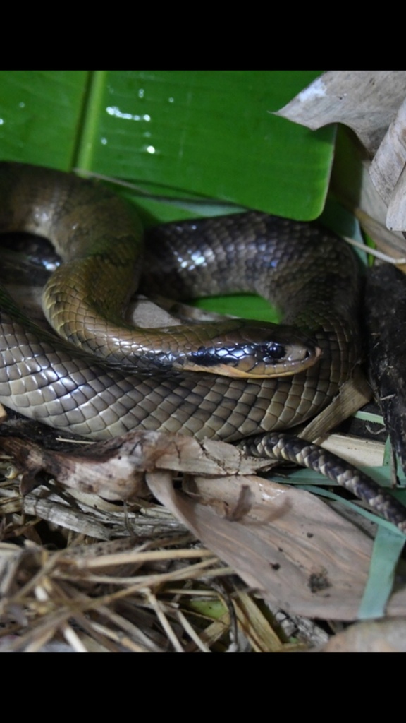 False Water Cobra from Cercado, Bolivia on July 5, 2019 at 10:39 AM by ...