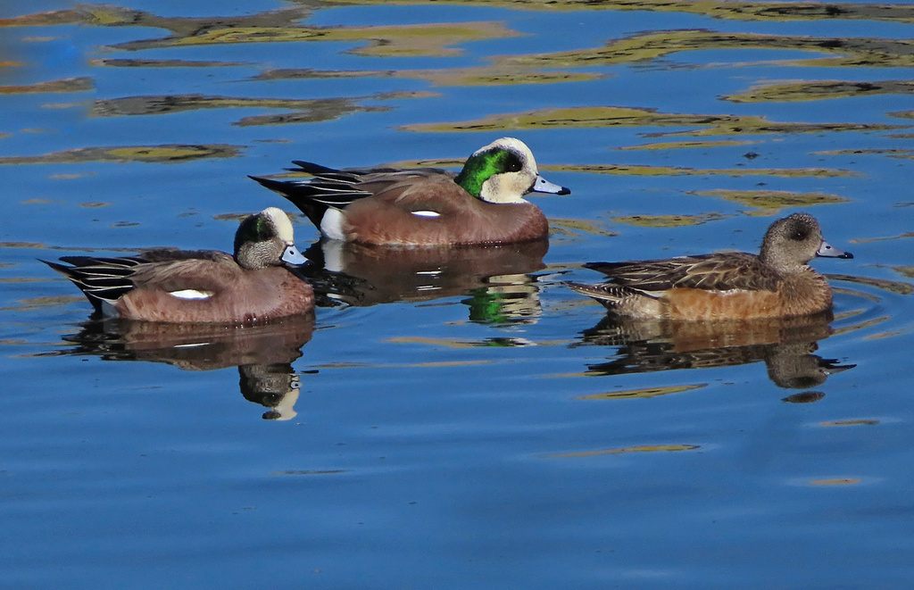 American Wigeon from Bolsa Chica Ecological Reserve. Orange County, CA ...
