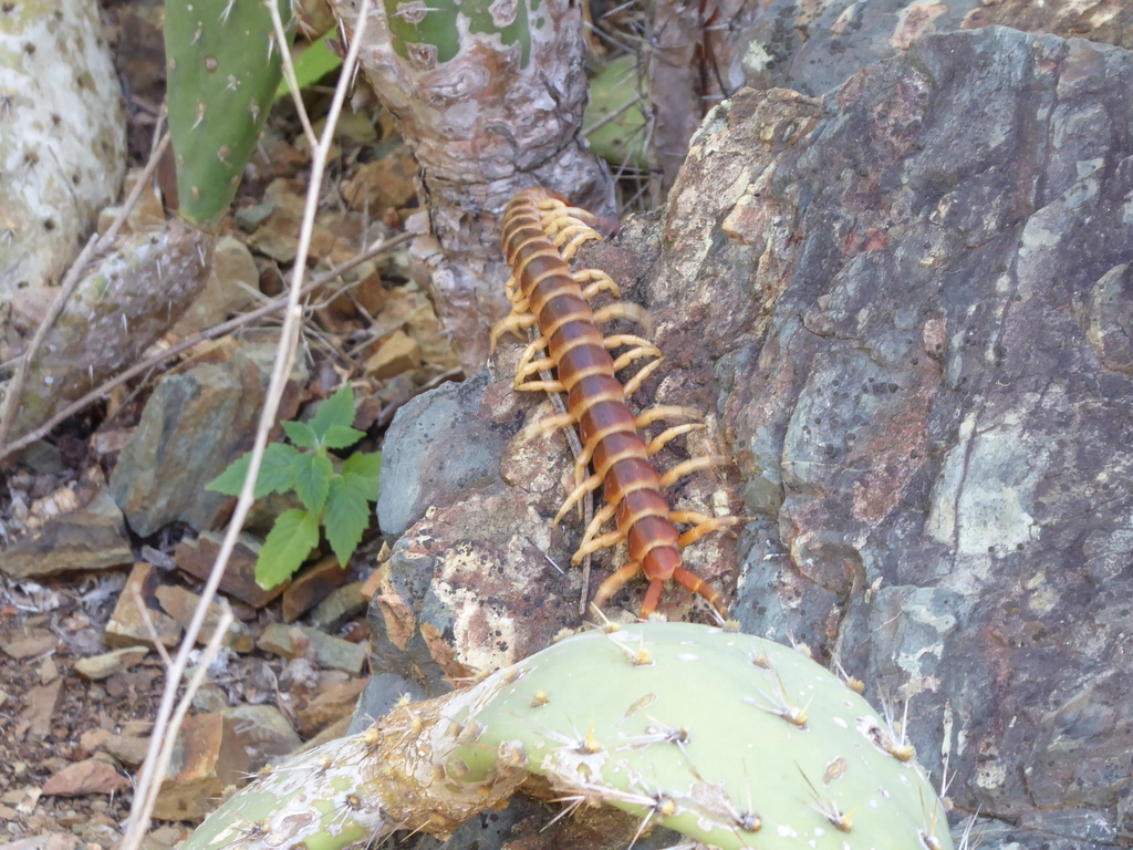 Amazonian Giant Centipede from Santa Cruz, Aruba on January 13, 2025 at ...