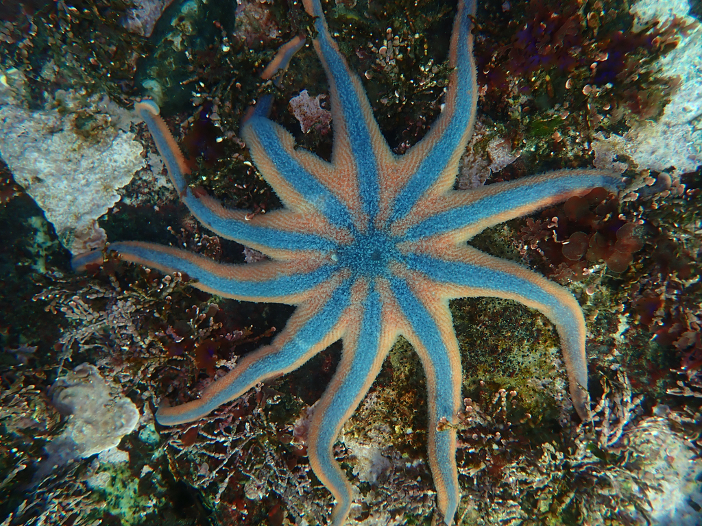 Striped Sun Star from Victoria, BC, CA on January 24, 2025 at 01:14 PM ...