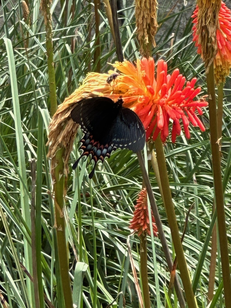 Magnificent Swallowtail in August 2023 by raulavalos76 · iNaturalist