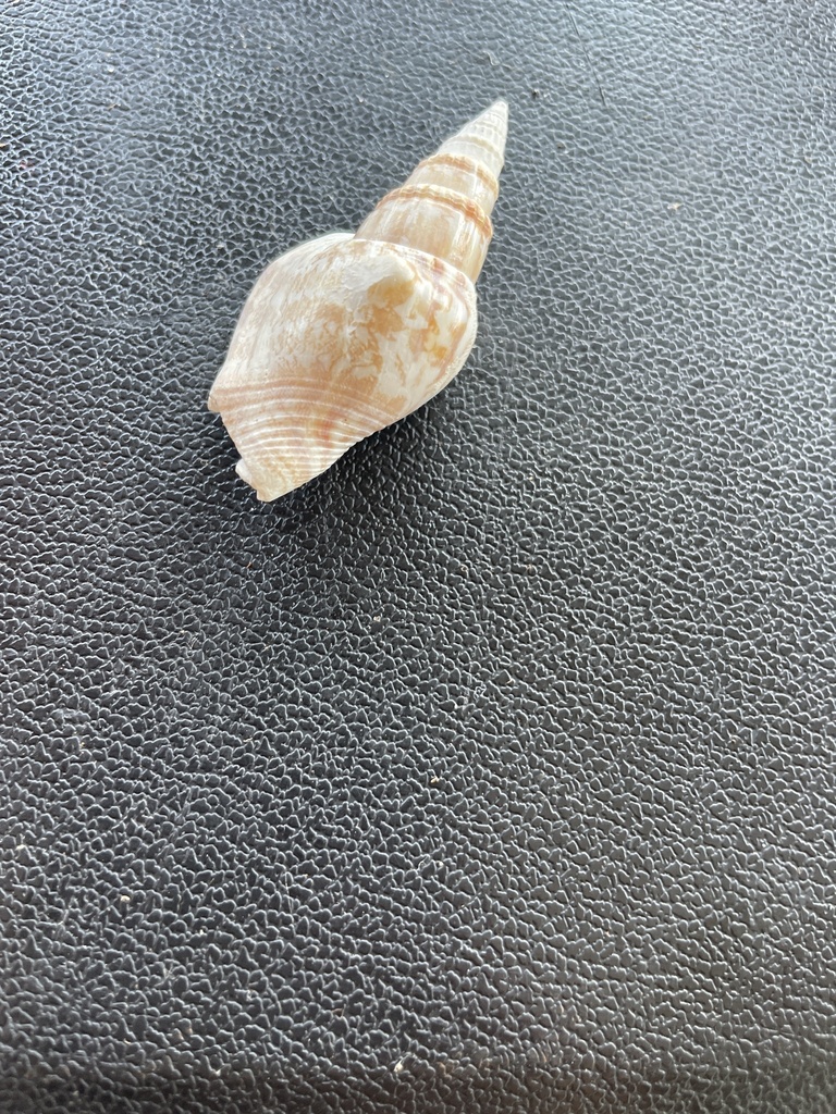 Campbell's Stromb from Gheebulum Kunungai (Moreton Island) National ...