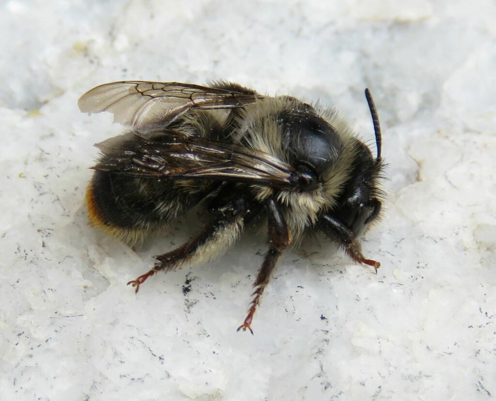 Orange-tipped Wood-digger from Okanogan County, WA, USA on August 2 ...