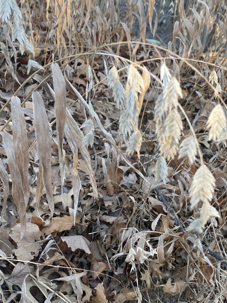 inland wood oats from Fort Worth Nature Center & Refuge, Fort Worth, TX ...