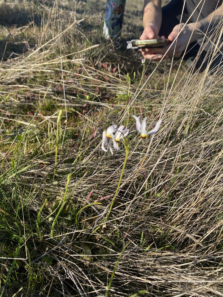 Padre's Shooting Star from Guidotti Pl, Salinas, CA, US on January 23 ...